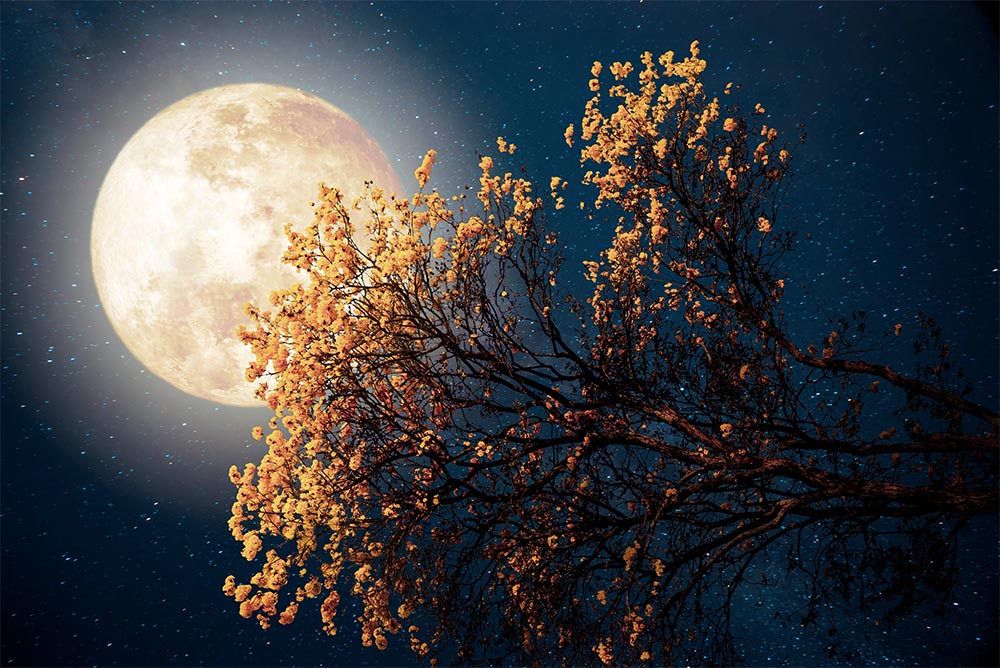 Ay ışığında Ağaç Dalları Manzarası Duvar Kağıdı - 100.85 TL + KDV